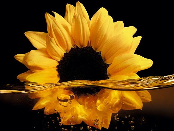 Produtos Olia: Coloração Duradoura e Natural Sem Amoníaco | Garnier